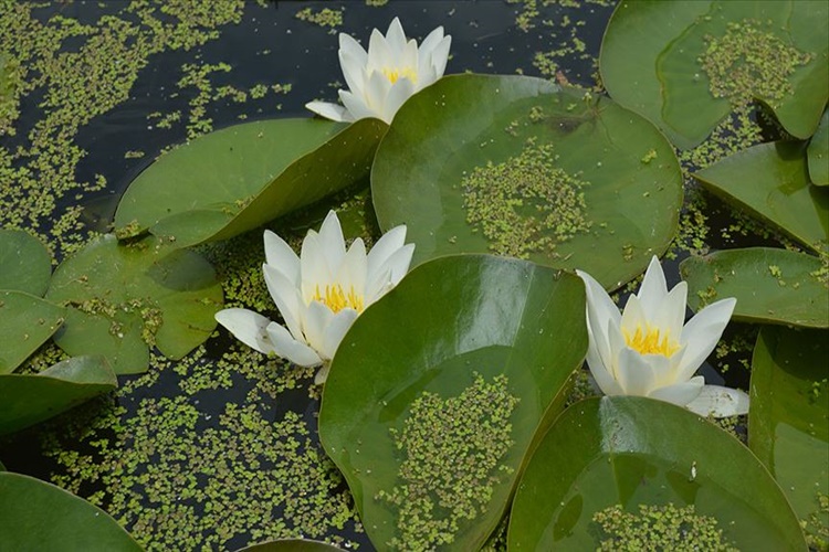 Nilüfer Çiçeği Bakımı Nasıl Yapılır? - Güncel Oku