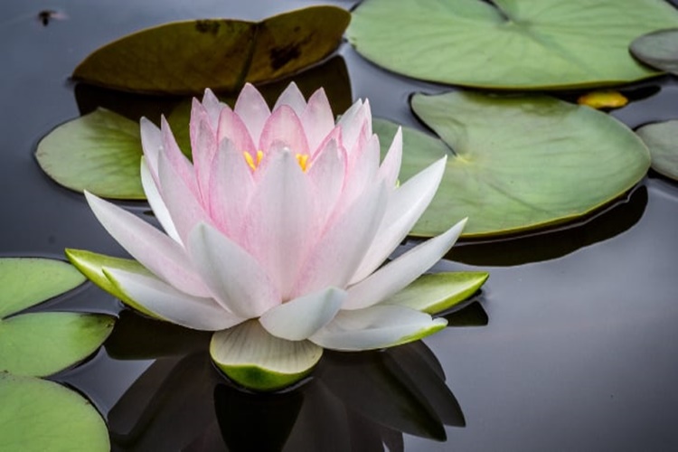 Nilüfer Çiçeği Boyama Nasıl Yapılır? - Güncel Oku