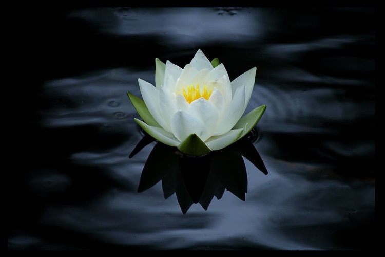 Nilüfer Çiçeği Egzersizi Nasıl Yapılır? - Güncel Oku