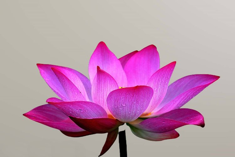 Nilüfer Çiçeği Faydaları Nelerdir? - Güncel Oku