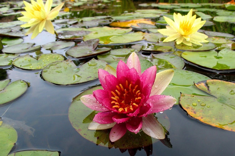 Nilüfer Çiçeği Nasıl Dikilir? - Güncel Oku