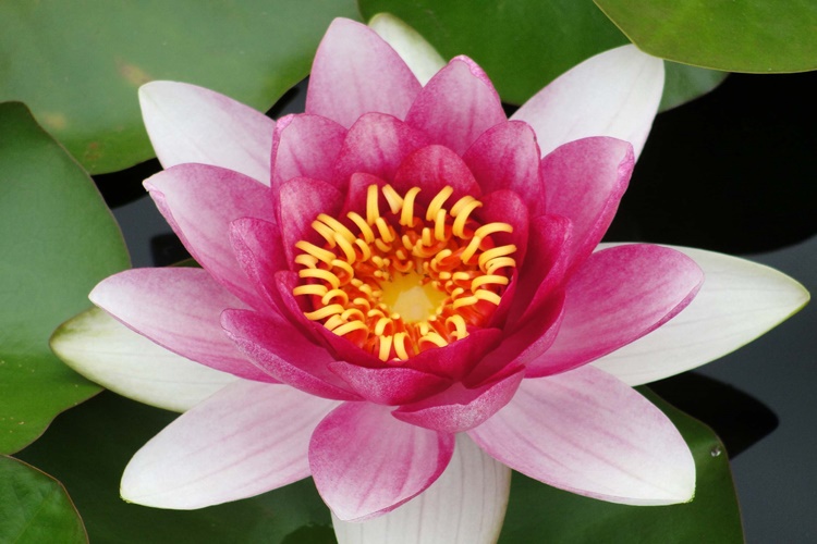 Nilüfer Çiçeği Ve Lotus Aynı Mı? - Güncel Oku