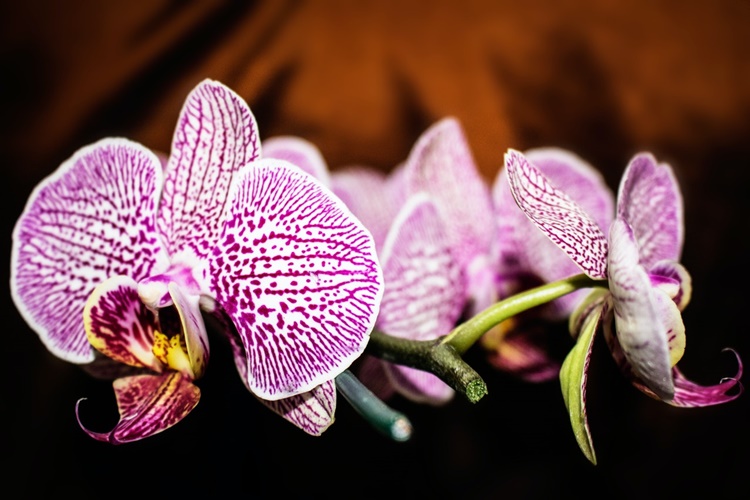 Orkide Çiçekleri Neden Kurur? - Güncel Oku