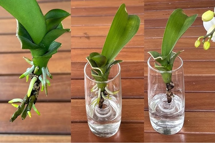 Orkide Trips Böceği Nasıl Yok Edilir? - Güncel Oku