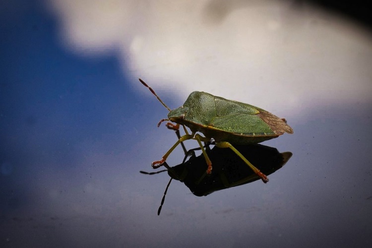 Osuruk Böceği Zehirli Mi? - Güncel Oku