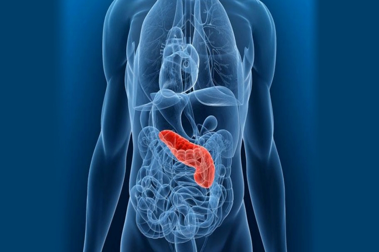 Pankreas Öz Suyu Asit Mi Baz Mı? - Güncel Oku