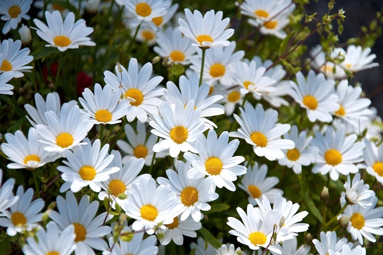 Papatya Hangi Ayda Toplanır - Güncel Oku