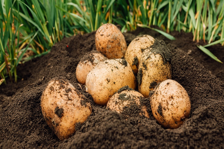 Patates Nerede Meşhur? - Güncel Oku
