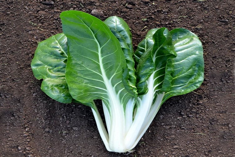 Pazı Neden Acı Olur? - Güncel Oku