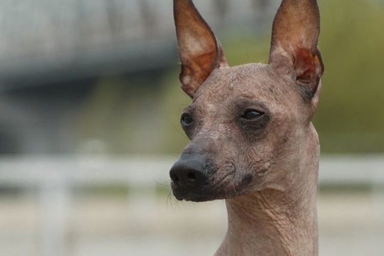 Peru İnka Köpeğinin Özellikleri Nelerdir? - Güncel Oku