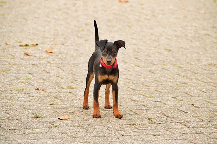 Pincher Köpek Fiyatı 2023 Ne Kadar? - Güncel Oku