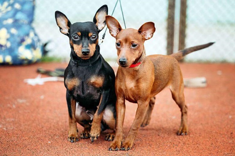 Pinscher Tüy Döker Mi? - Güncel Oku