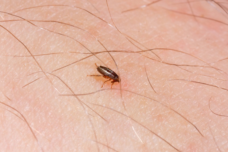 Pire Nasıl Oluşur? - Güncel Oku