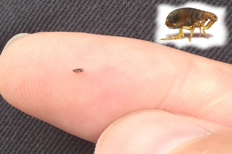 Pire Nasıl Yok Edilir? - Güncel Oku