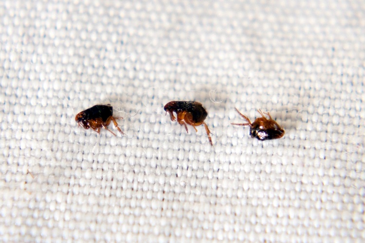 Pire Yumurtası Nasıl Yok Edilir? - Güncel Oku