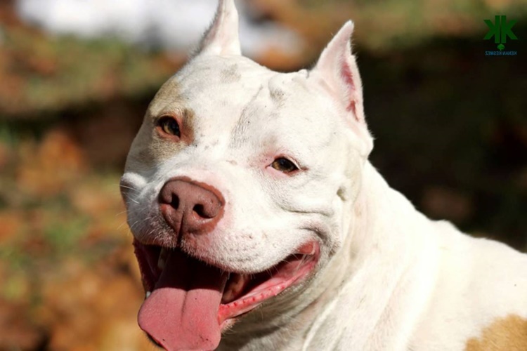 Pitbul Nasıl Durdurulur? - Güncel Oku