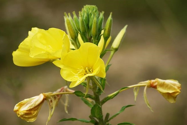 Piyan Çiçeği Hakkında Merak Edilenler Nelerdir? - Güncel Oku