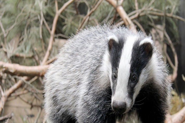 Porsuk İnsana Zarar Verir Mı? - Güncel Oku