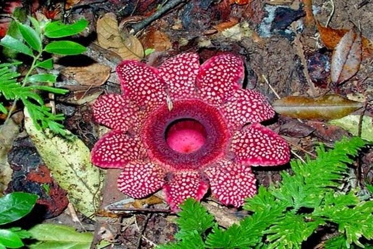 Rafflesia Çiçeği Ne Zaman Çiçek Açar? - Güncel Oku