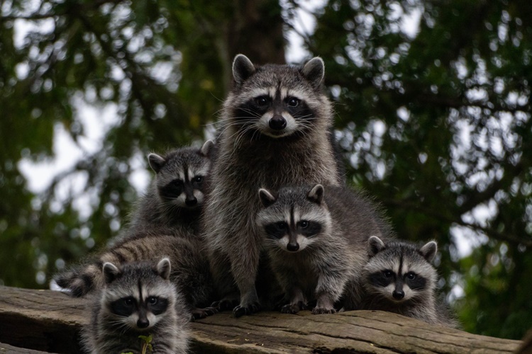 Rakun Öldürür Mü? - Güncel Oku