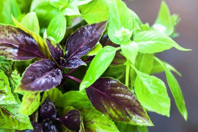 Reyhan Nasıl Tüketilir? - Güncel Oku