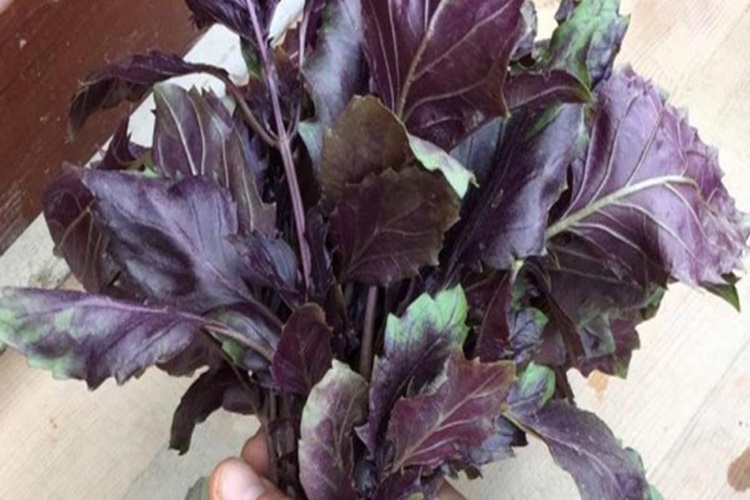 Reyhan Nerede Satılır? - Güncel Oku