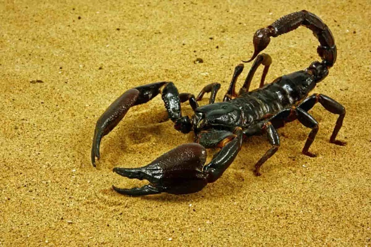 Rüyada Akrep Yemek Ne Anlama Gelir? - Güncel Oku