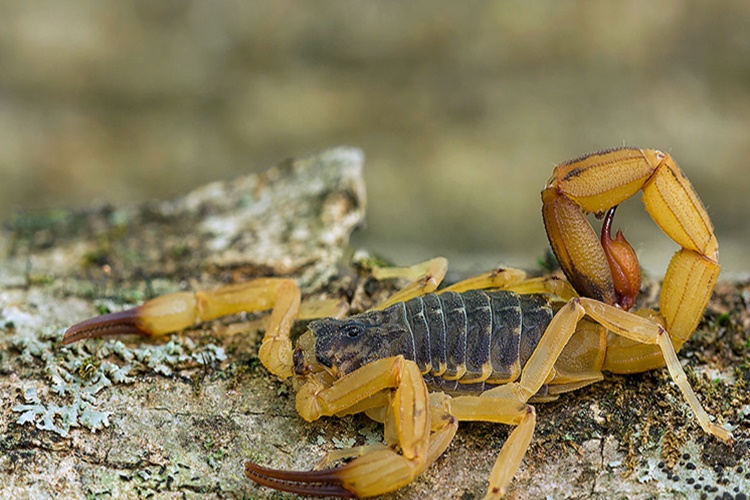 Rüyada Birini Akrep Soktuğunu Görmek Ne Anlama Gelir? - Güncel Oku