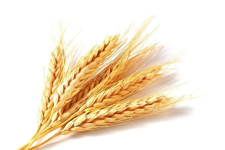 Rüyada Buğday Başağı Görmek Ne Anlama Gelir? - Güncel Oku