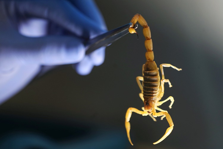 Rüyada Çocuğu Akrep Sokması Ne Anlama Gelir? - Güncel Oku