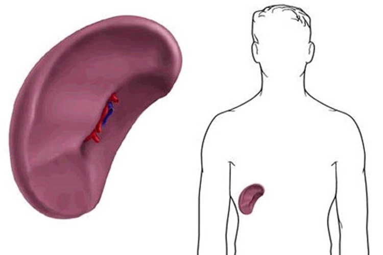 Rüyada Dalak Görmek Ne Anlama Gelir? - Güncel Oku