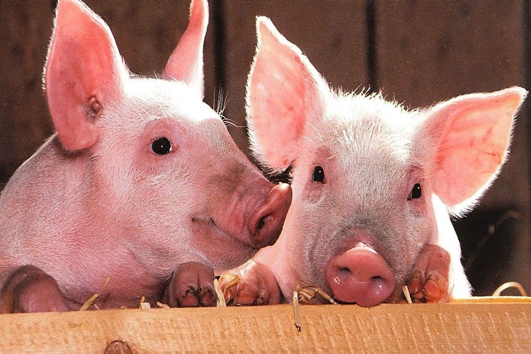 Rüyada Domuz Isırması Ne Anlama Gelir? - Güncel Oku