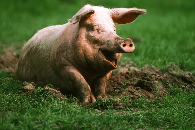 Rüyada Domuz Öldürülmesi Ne Anlama Gelir? - Güncel Oku