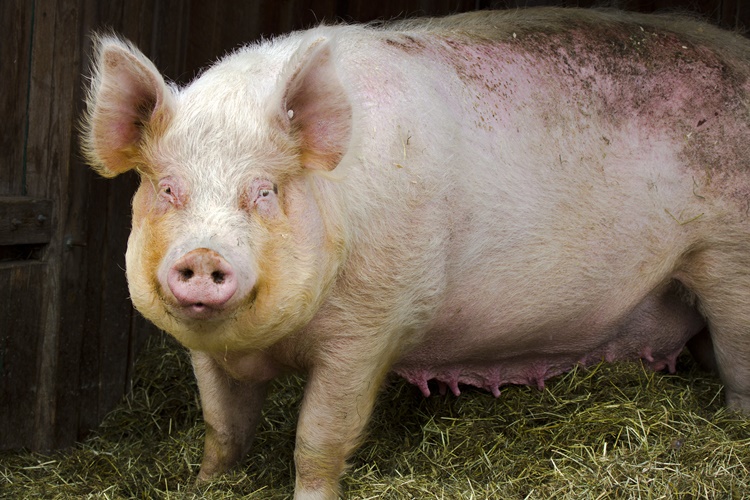 Rüyada Domuz Yağı Görmek Ne Anlama Gelir? - Güncel Oku