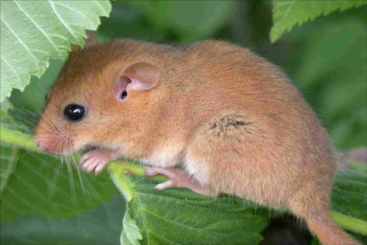 Rüyada Fındık Faresi Görmek Ne Anlama Gelir?c - Güncel Oku