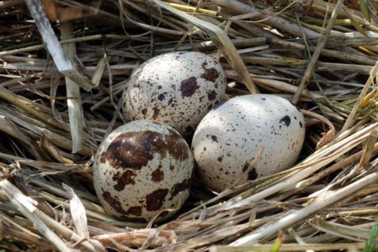 Rüyada Keklik Yumurtası Görmek Ne Demektir? - Güncel Oku