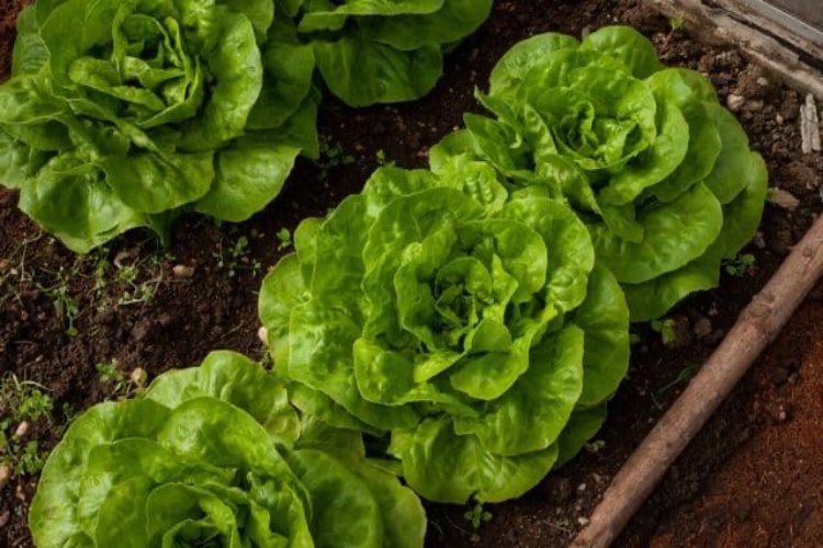 Rüyada Marul Yıkamak Ne Anlama Gelir? - Güncel Oku