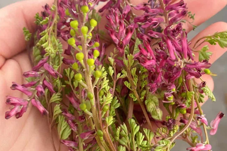 Şahtere Otu Nasıl Tüketilir? - Güncel Oku