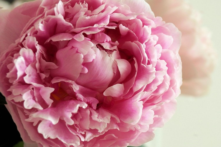 Şakayık Çiçeği Nereden Alınır? - Güncel Oku