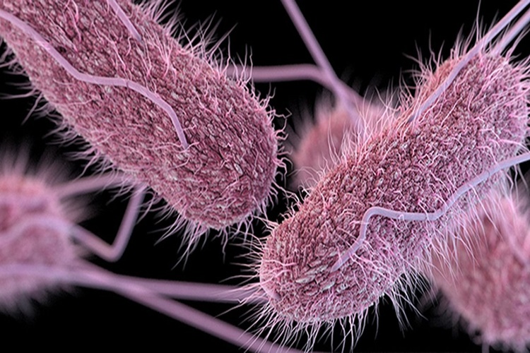 Salmonella Nedir? Tedavisi Nasıl Yapılır? - Güncel Oku