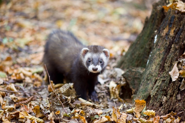 Sansar Türkiye'de Nerede Yaşar? - Güncel Oku