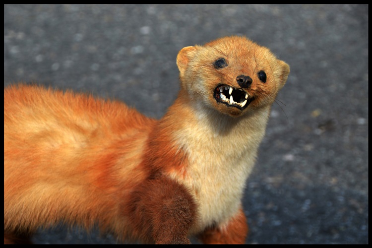 Sansar Ve Gelincik Aynı Mı? - Güncel Oku