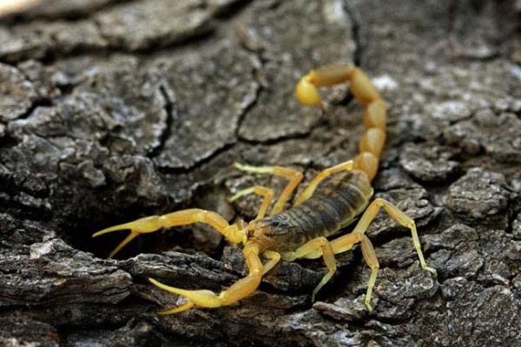 Sarı Akrep Türkiye'de Nerede Yaşar? - Güncel Oku