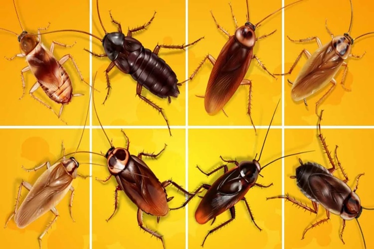 Sarı Hamam Böceği İlacı Nedir? - Güncel Oku