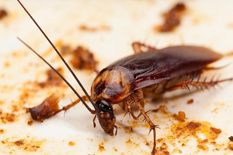 Sarı Hamam Böceği Zararları Nedir? - Güncel Oku