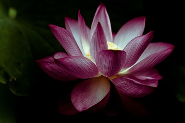 Sarı Nilüfer Çiçeği Nedir? - Güncel Oku