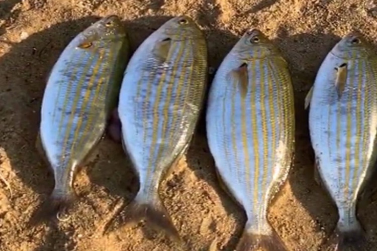 Sarpa Kılçıklı Mı? - Güncel Oku