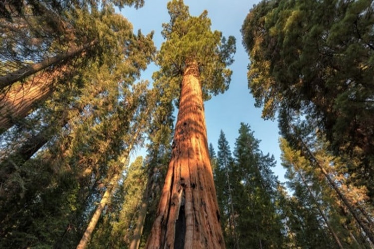 Sekoya Türkiye’de Yetişir Mi? - Güncel Oku