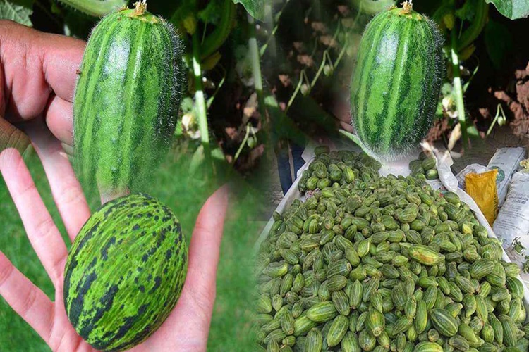 Şelengo Faydaları Nelerdir? - Güncel Oku