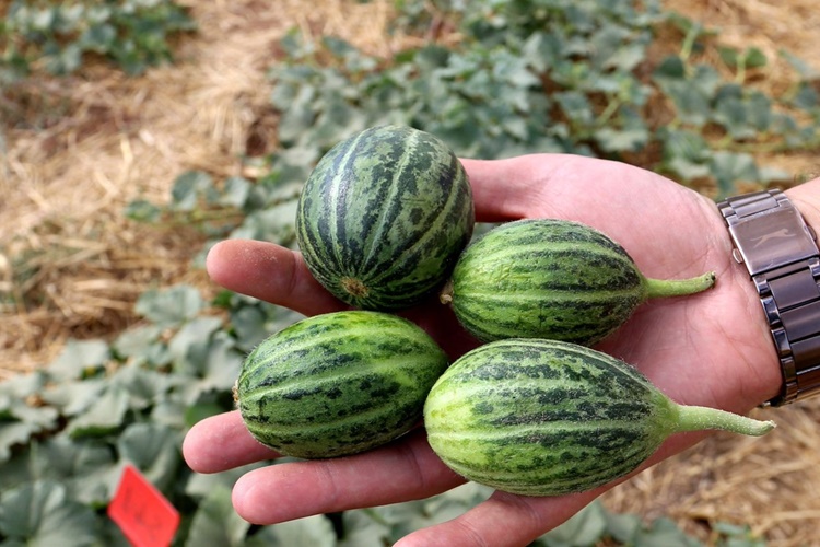 Şelengo Meyvesi Nedir? - Güncel Oku